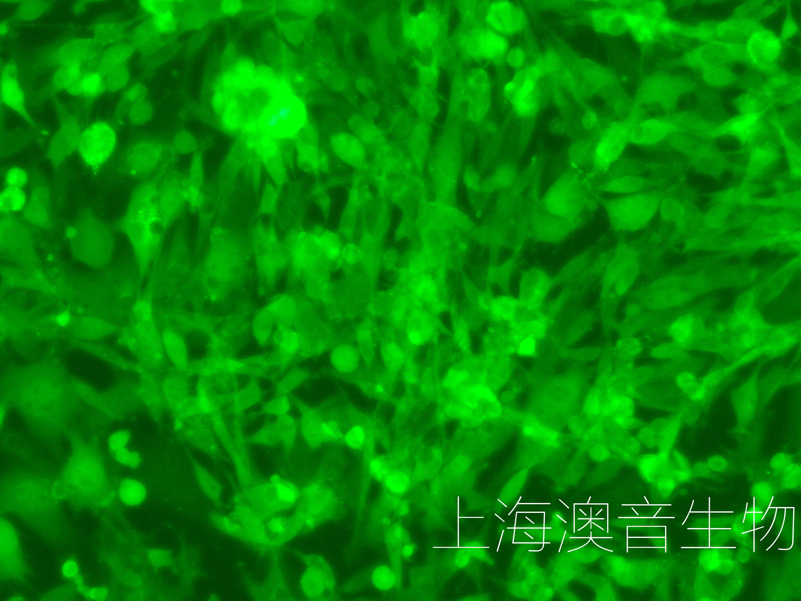 MC38-OVA过表达OVA的小鼠结肠癌细胞-上海澳音生物科技有限公司